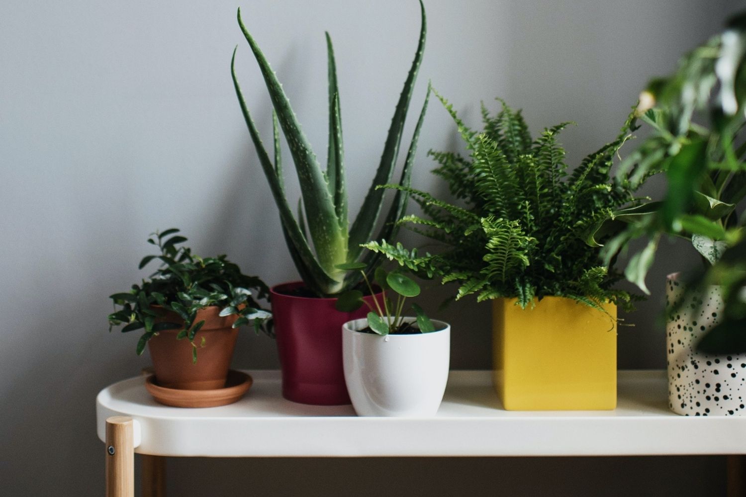 9 Rules for Decorating With Plants (& the Best Varieties for Beginners ...