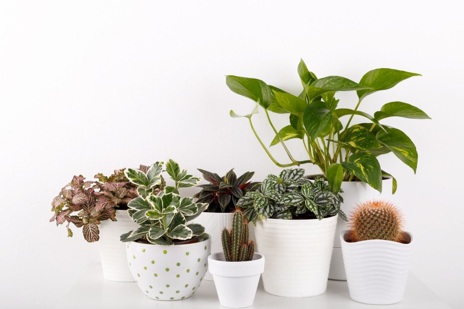 9 Rules for Decorating With Plants (& the Best Varieties for Beginners ...